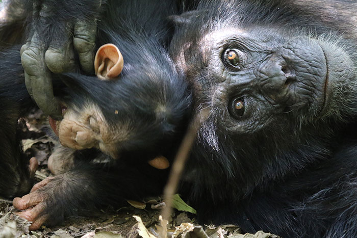 A new study shows that chimpanzee gestural communication and human ...