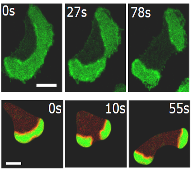 New forms of cell division that are caused by protein waves discovered ...